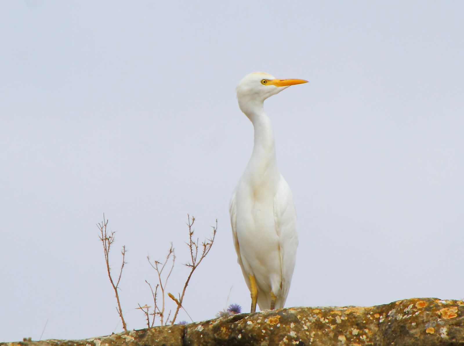 AVES DEL CIELO - BIRDS OF HEAVEN: CICONIIFORMES-AVES ZANCUDAS